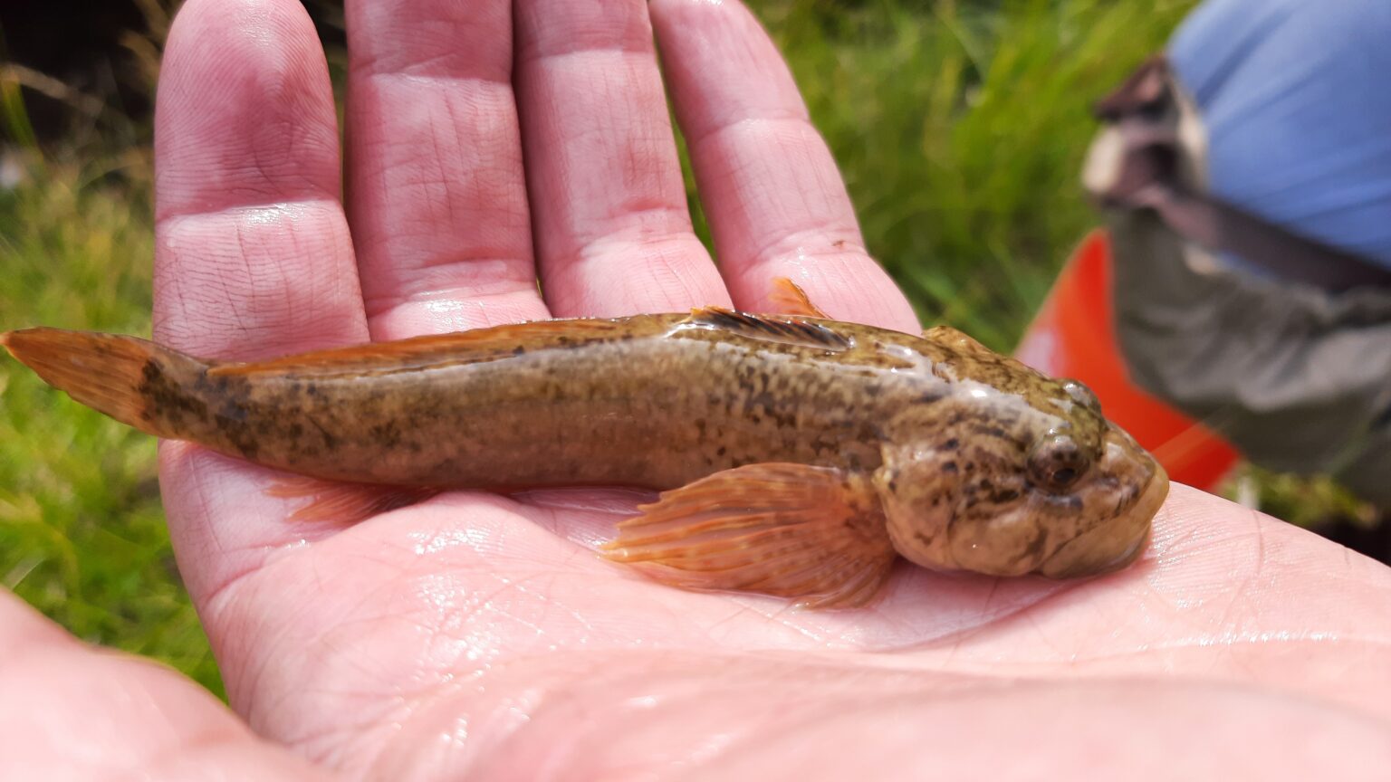 Redband trout and nonnative trout in the Wood River Basin - Hemingway ...
