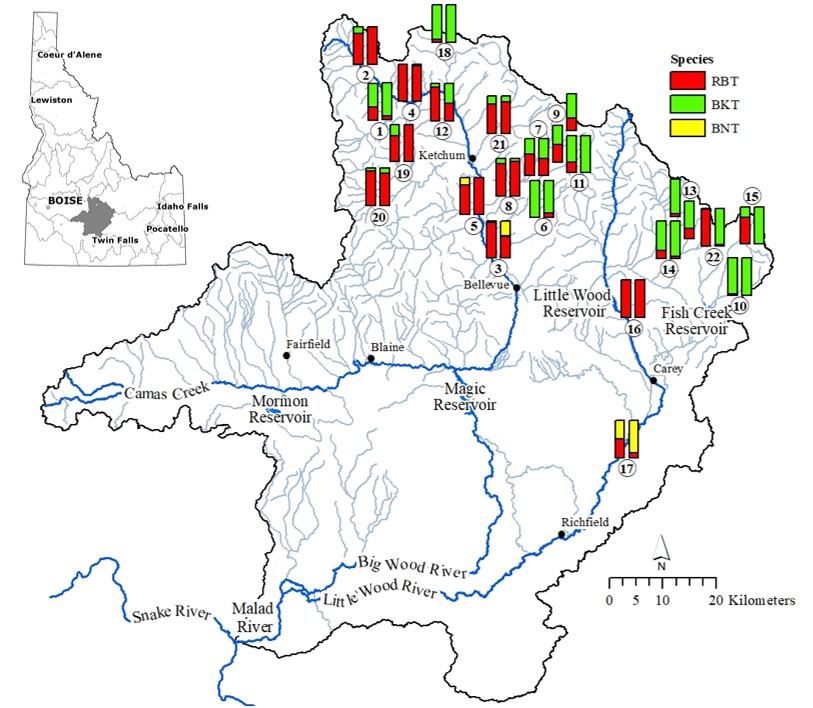 Redband trout and nonnative trout in the Wood River Basin - Hemingway ...